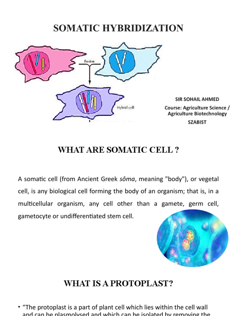 Lec# Somatic Hybridization. | PDF | Hybrid (Biology) | Cell Biology