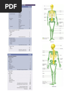 Human Skeleton All Bones Chart | PDF | Anatomy | Musculoskeletal System