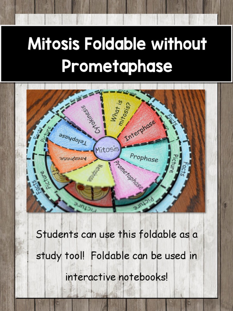 Mitosis Foldable | PDF