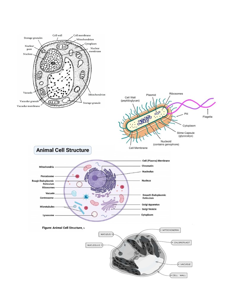 Cell Comparison Table | PDF