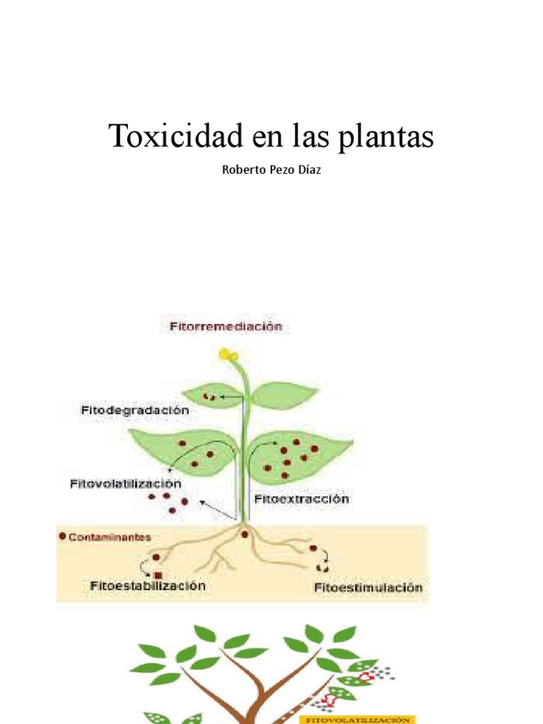Toxicidad en Las Plantas | PDF