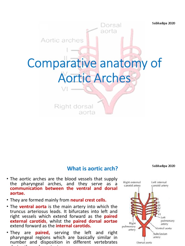 SUBHADIPA - MAJUMDERComparative Account of Aortic Arch2020!04!03Aortic ...