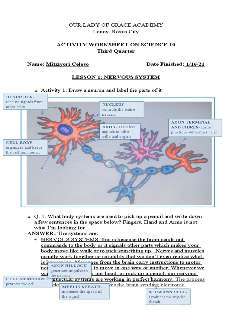 Worksheet in Science - 3rd Quarter | PDF | Neuron | Motor Neuron