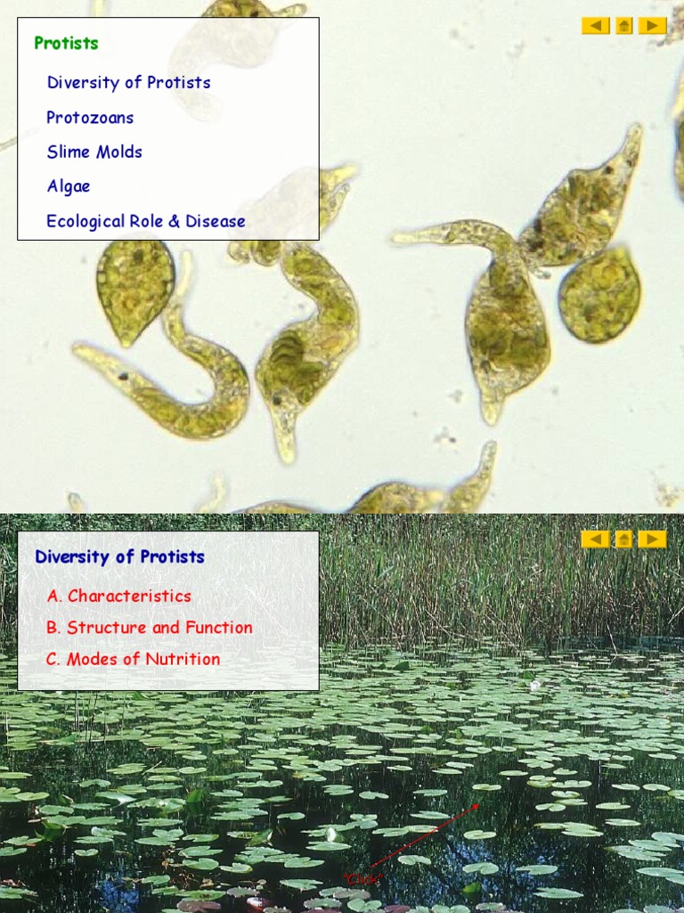 Diversity of Protists Protozoans Slime Molds Algae Ecological Role ...