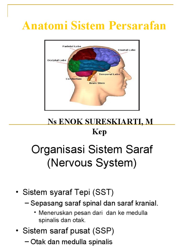 Anatomi Sistem Neurobehavior | PDF