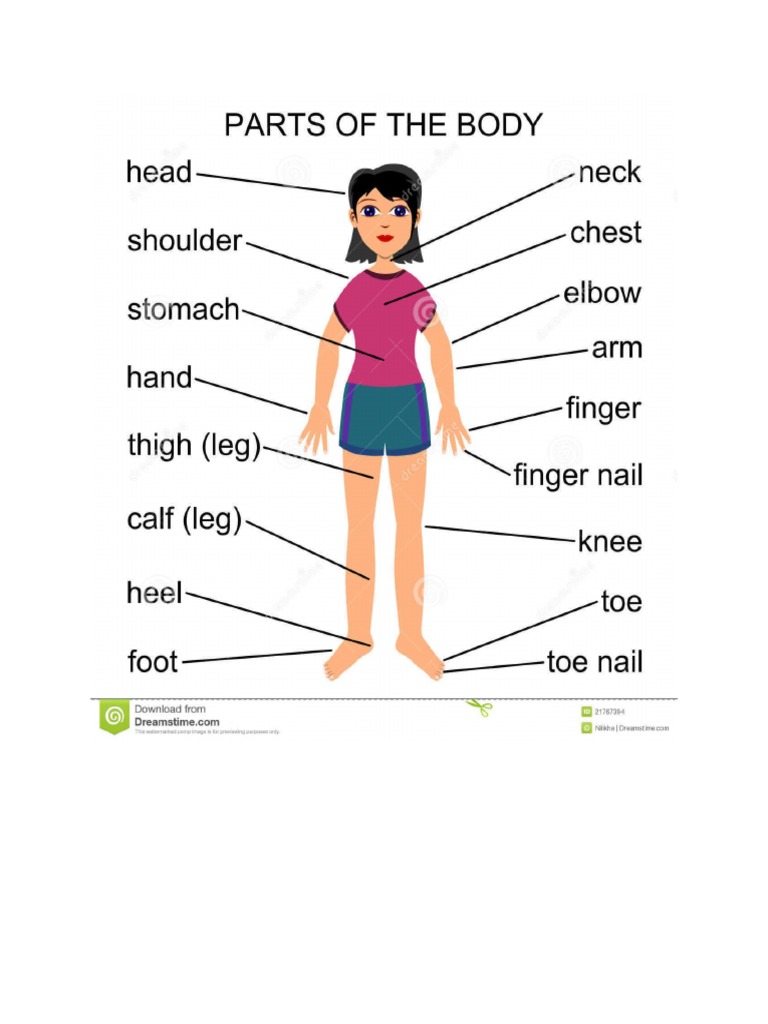 Parts of Human Body | PDF