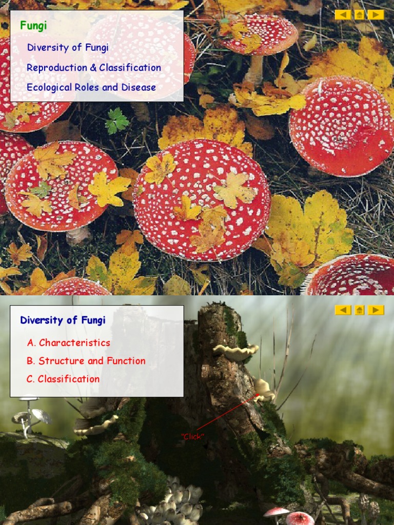 Fungi: Diversity of Fungi Reproduction & Classification Ecological ...