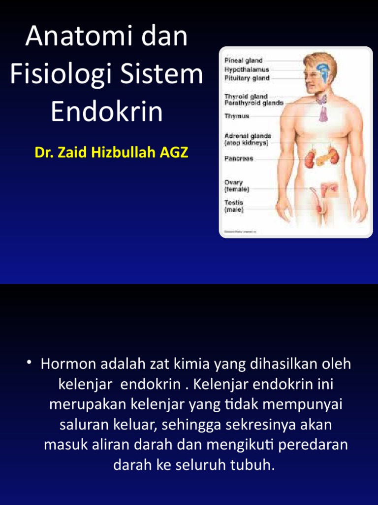 Anatomi Endokrin Sistemi Türleri Ve Özellikleri – BDNE