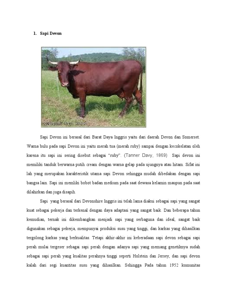 Karakteristik dan Keunggulan Sapi Devon dan Gelbvieh | PDF | Memasak ...