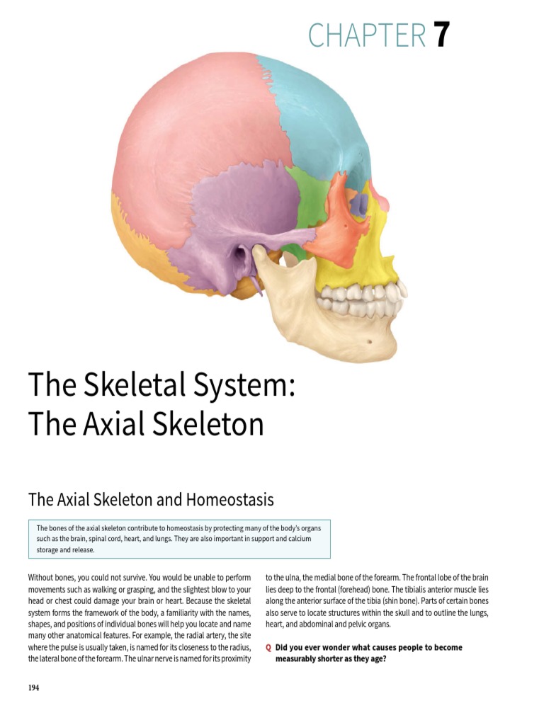 The Skeletal System-Ch.7 TortoraDerrickson 15th Ed | PDF | Skull | Skeleton