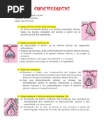Canino Temporal Superior | PDF | Anatomia dental | Diente