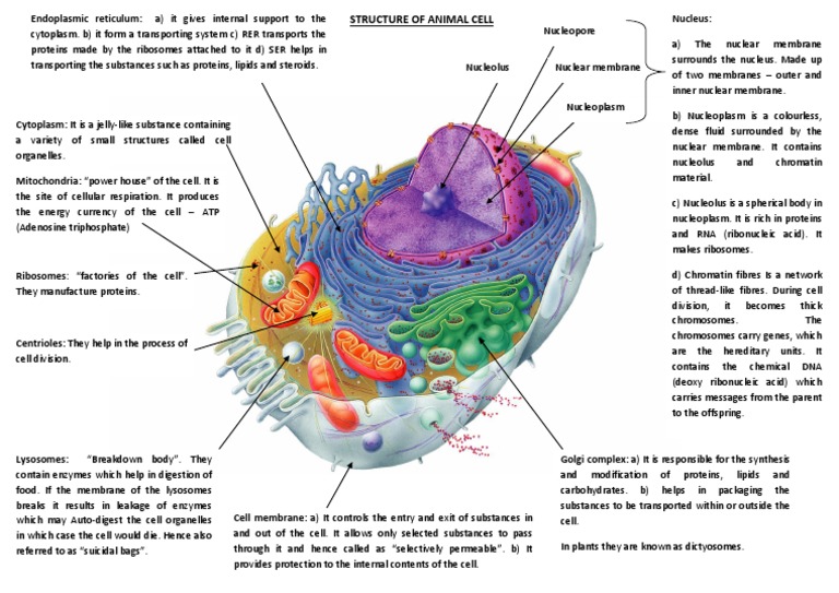 Animal Cell Mind Map | PDF | Cell (Biology) | Cell Nucleus