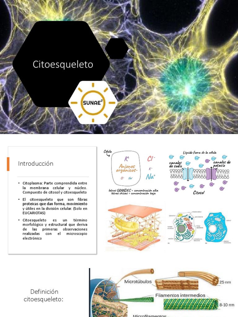 Citoesqueleto y Orgánulos (En Eucariotes) | PDF | Citoesqueleto ...