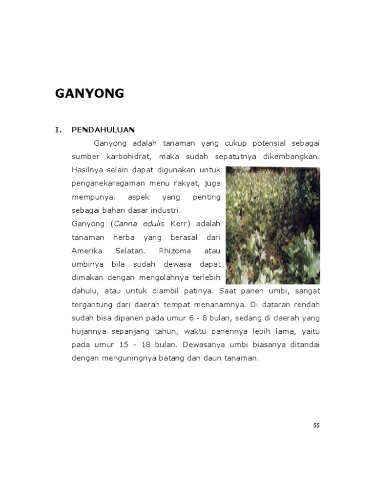 Ganyong | PDF