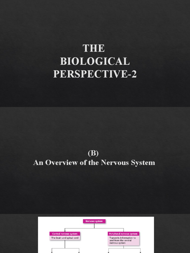 The Biological Perspective 2 | PDF | Autonomic Nervous System | Nervous ...