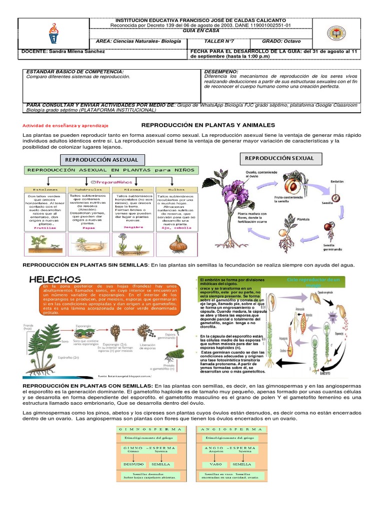 Taller 7 Grado Octavo Reproducción en Plantas, Animales y Humanos | PDF ...
