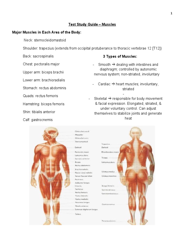 Test Study Guide - Muscles Major Muscles in Each Area of The Body | PDF ...