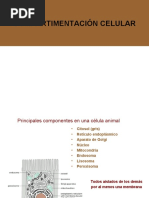 Tráfico Vesicular en Células | PDF | Biología Celular | Bioquímica