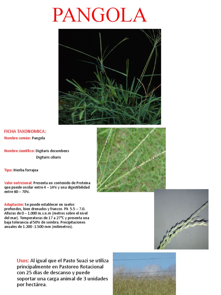 Valor Nutricional y Usos del Pasto Pangola | PDF
