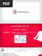 Condrogénesis y Crecimiento Del Cartílago | PDF