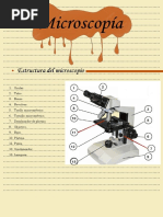 Normas para El Uso Correcto Del Microscopio Óptico | PDF