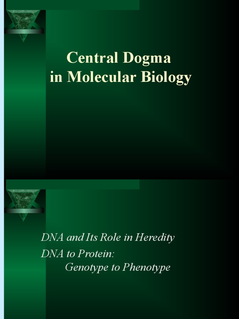 DNA to Protein: Central Dogma Explained | PDF | Rna | Dna