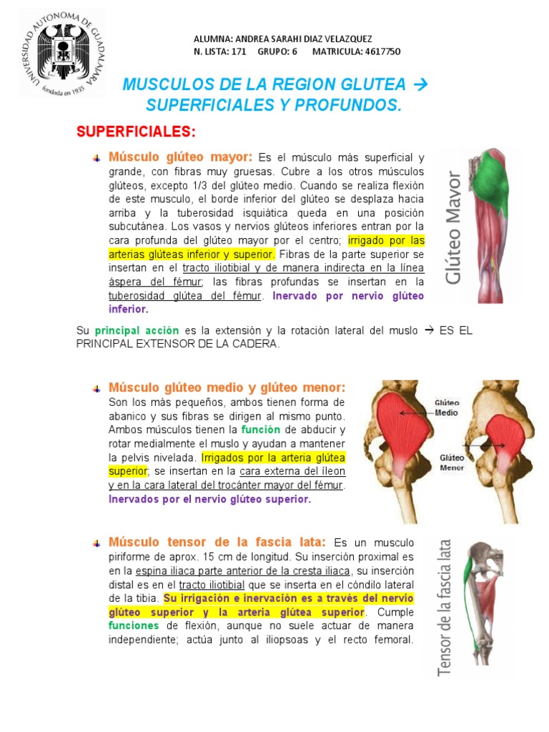 Músculos de la región glútea: descripción de los músculos superficiales ...