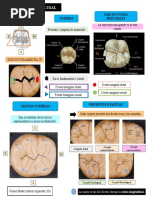 Region Geniana | PDF | Cabeza y cuello humanos | Anatomía humana