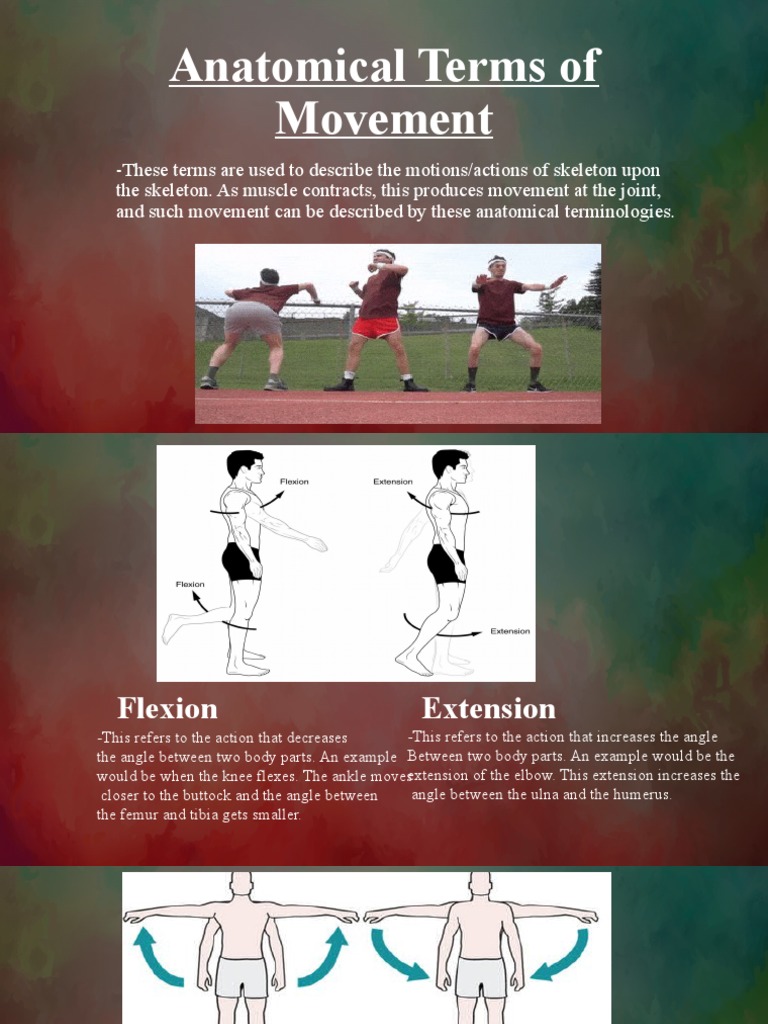Anatomical Terms of Movement | PDF | Anatomical Terms Of Motion | Anatomical Terms Of Location