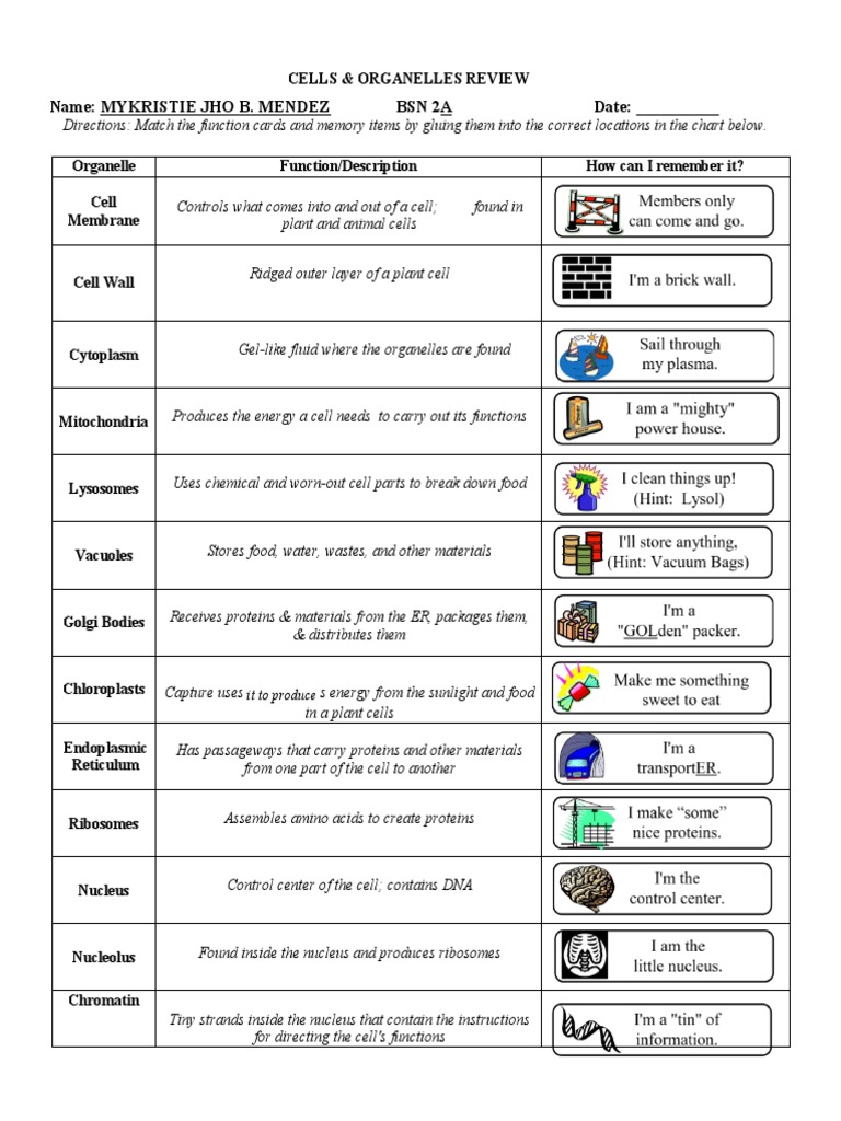 1a. CELLS AND ORGANELLES REVIEW | PDF | Cell (Biology) | Endoplasmic ...
