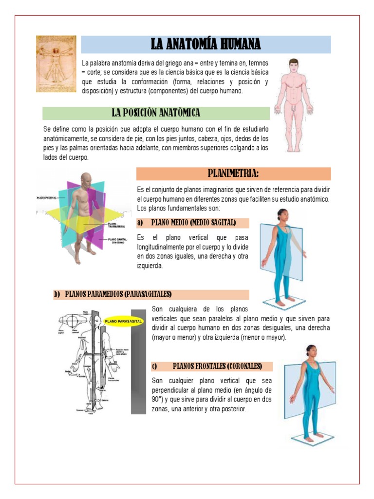 Definir Anterior En Anatomía Términos Anatómicos | Enfermería
