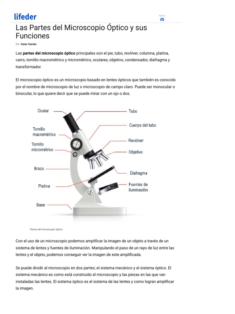 Las Partes Del Microscopio Óptico y Sus Funciones | PDF | Óptica ...