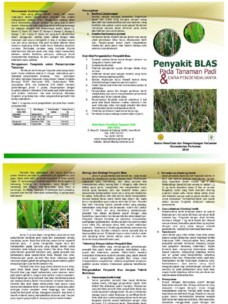 Penyakit Blas Pada Tanaman Padi Dan Cara Pengendaliaanya 2015 | PDF