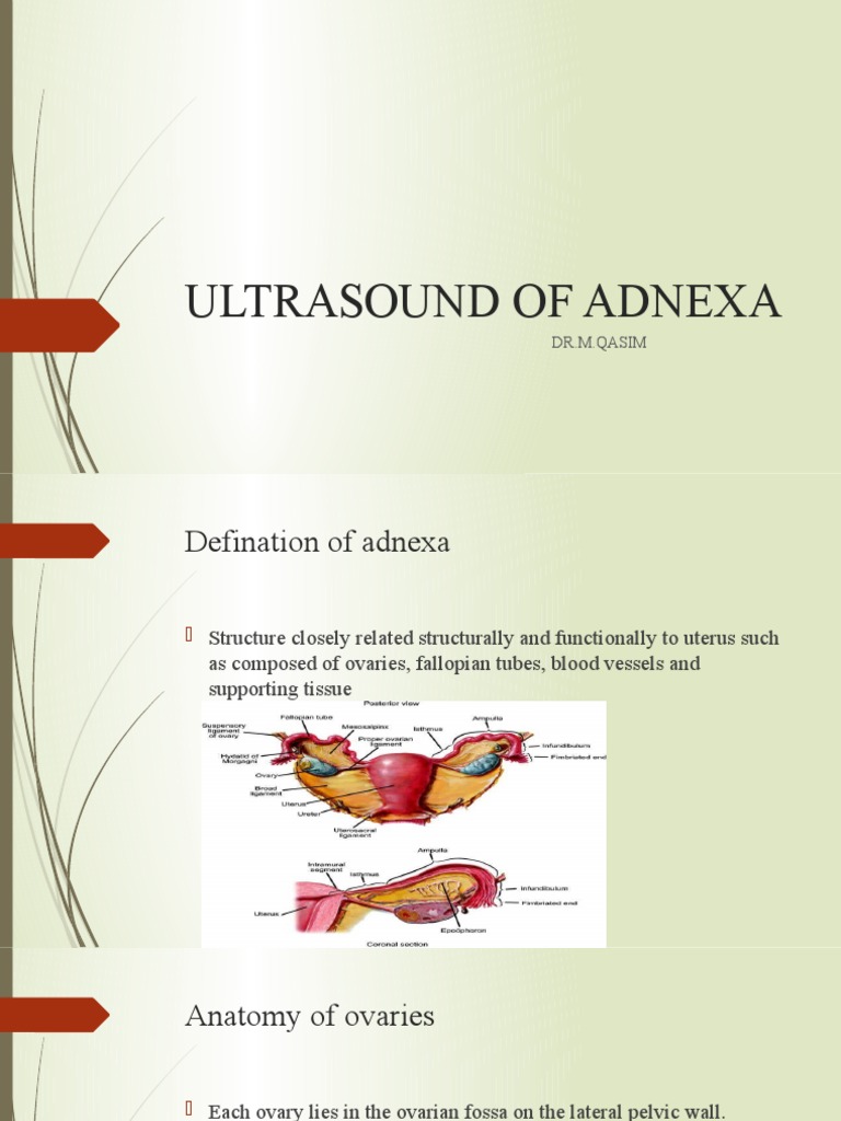 Ultrasound of Adnexa | PDF | Ovary | Menstrual Cycle