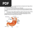 Anatomi Lengkap Esofagus | PDF