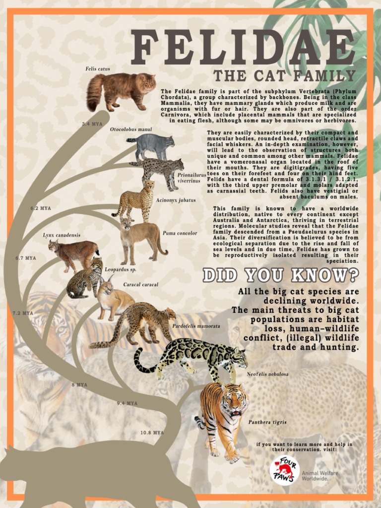 FELIDAE Phylogeny | Download Free PDF | Felidae | Felids