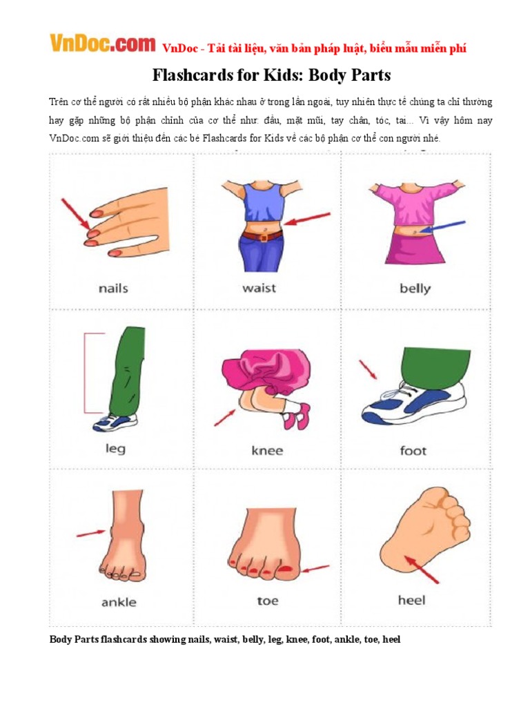 Flashcards For Kids Body Parts | PDF