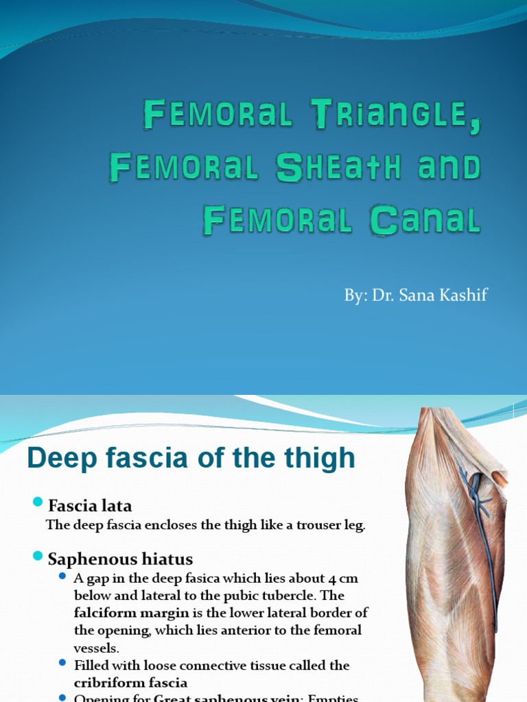 Femoral Triangle 1 | PDF | Human Anatomy | Musculoskeletal System