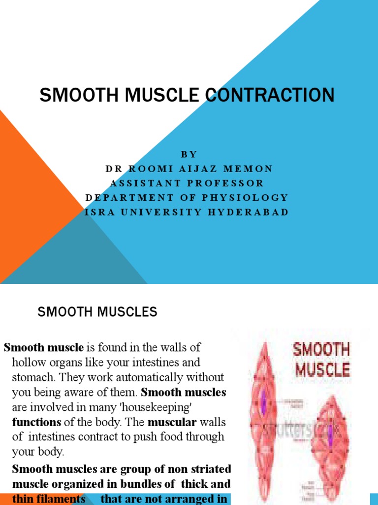 Smooth Muscle Contraction | PDF | Wellness