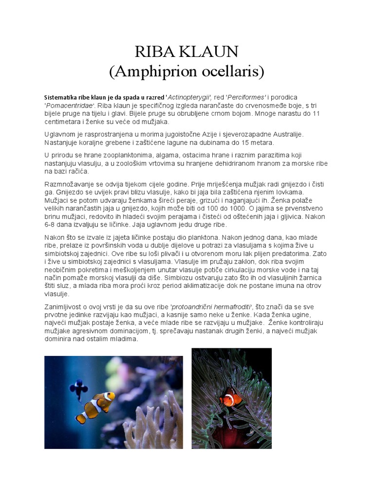 RIBA KLAUN Bio | PDF