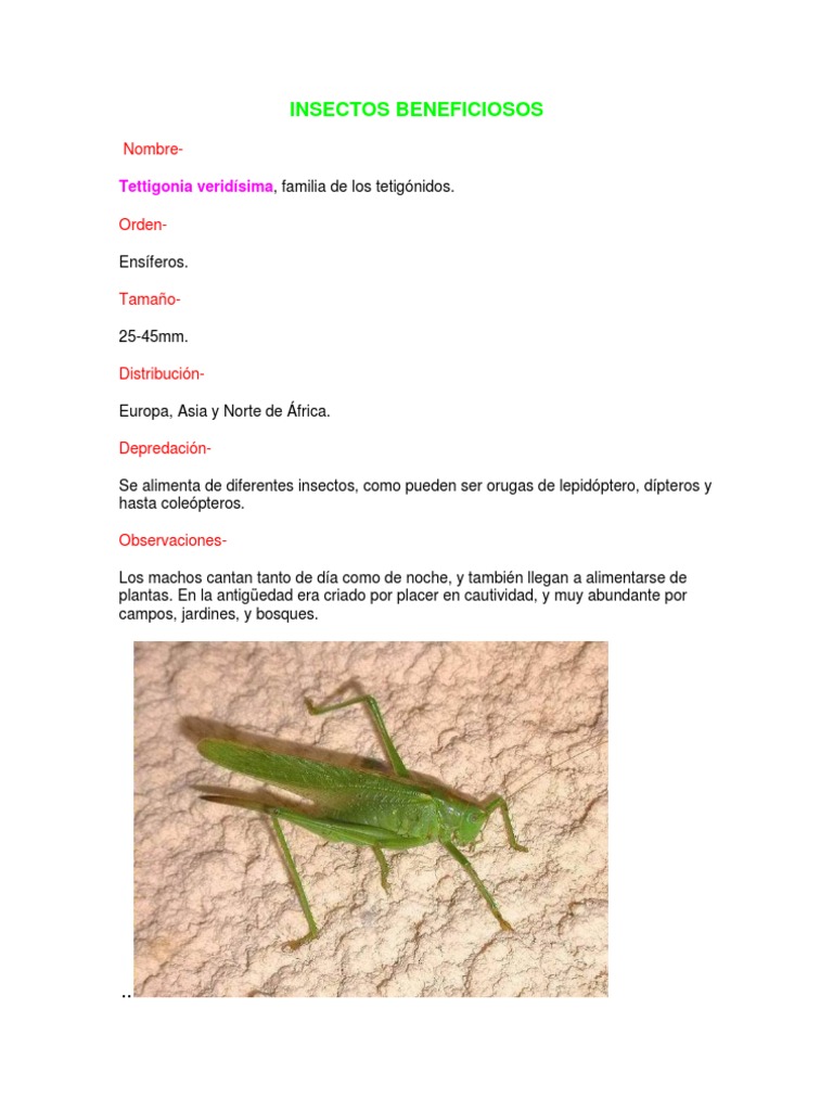 Insectos Beneficiosos | PDF | Mosca | Insectos