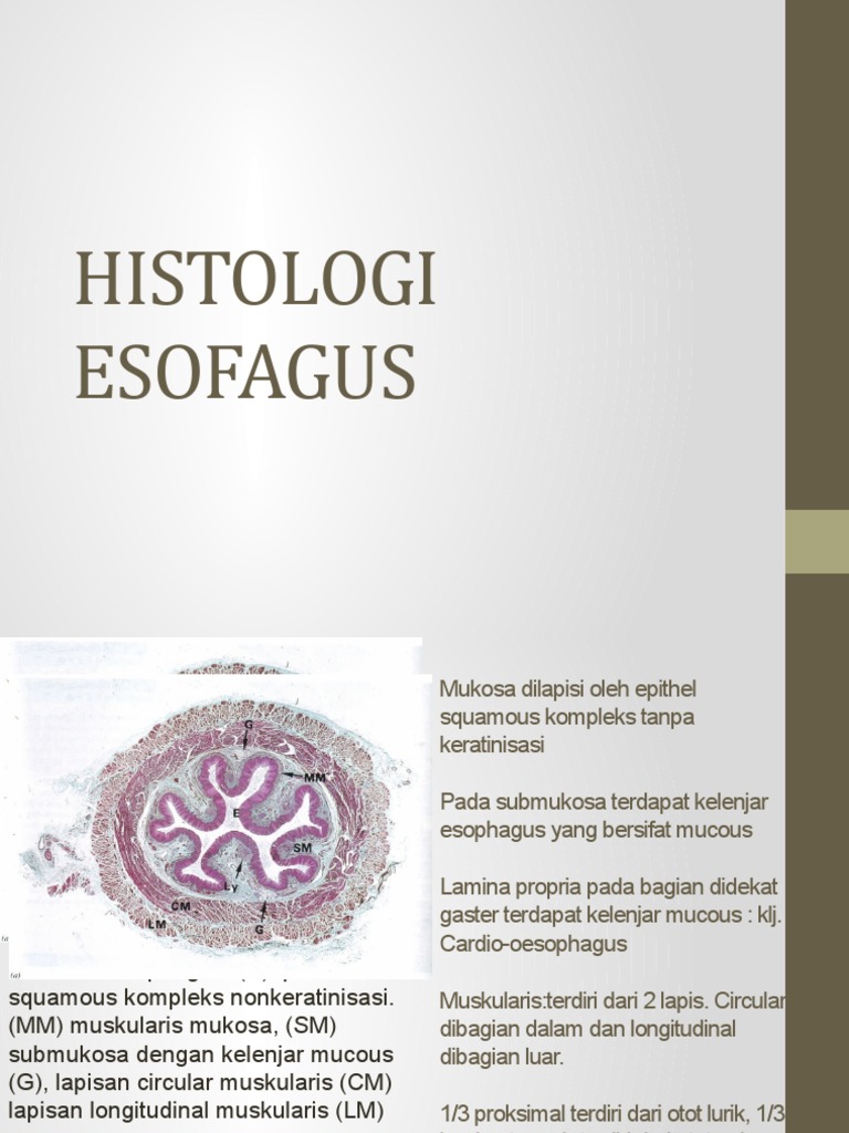 Histologi Esofagus | PDF