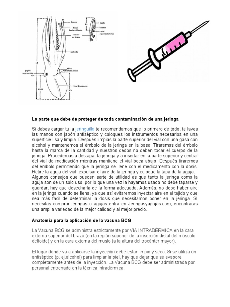 La Parte Que Debe de Proteger de Toda Contaminación de Una Jeringa ...