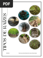 Raízes Adventícias: Exemplos e Funções | PDF | Raiz | Morfologia vegetal