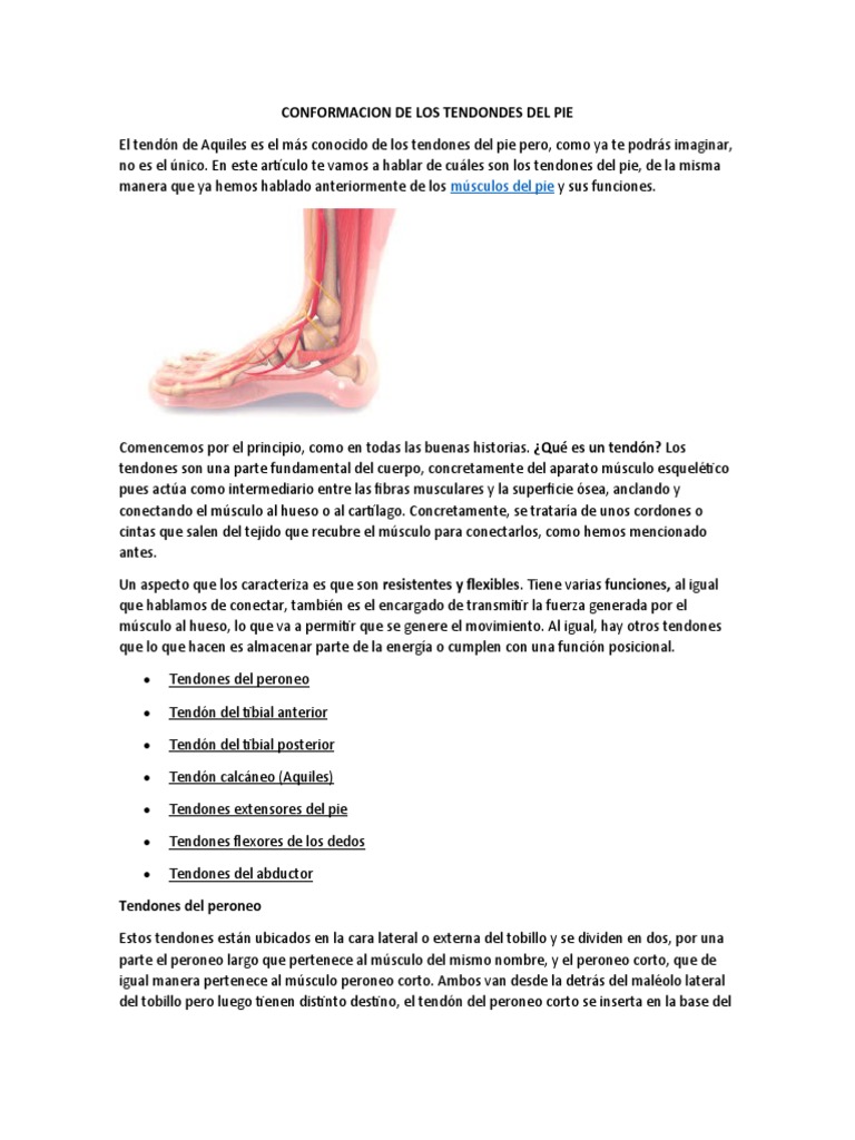 Todos Los Tendondes Del Pie | PDF | Pie | Tobillo