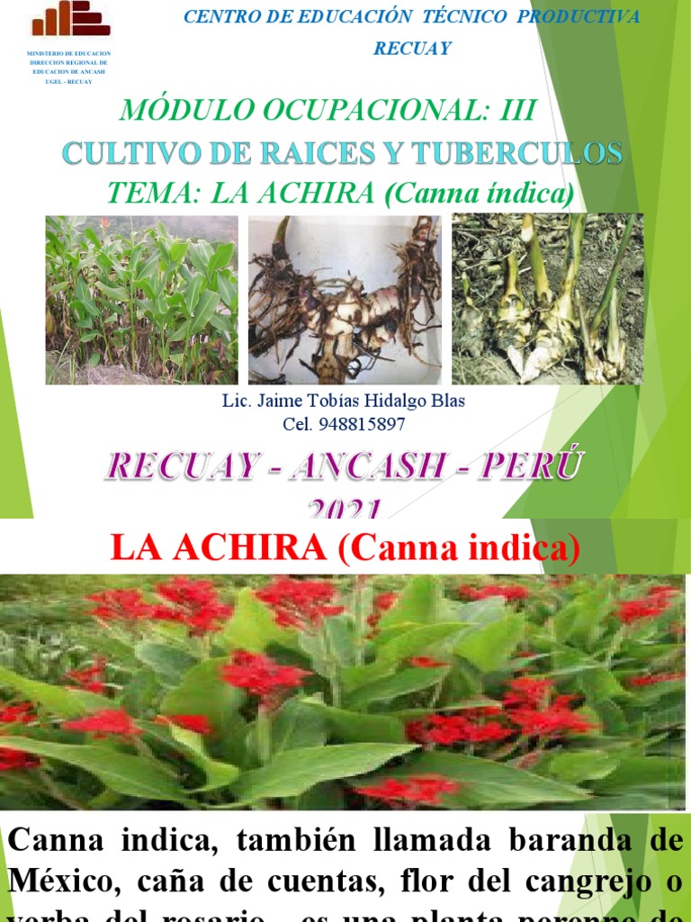 Beneficios y Cultivo de la Achira | PDF | Nutrición | Dieta y nutrición
