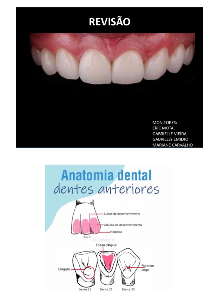Anatomia Dentes Anteriores | PDF | Dente | Boca