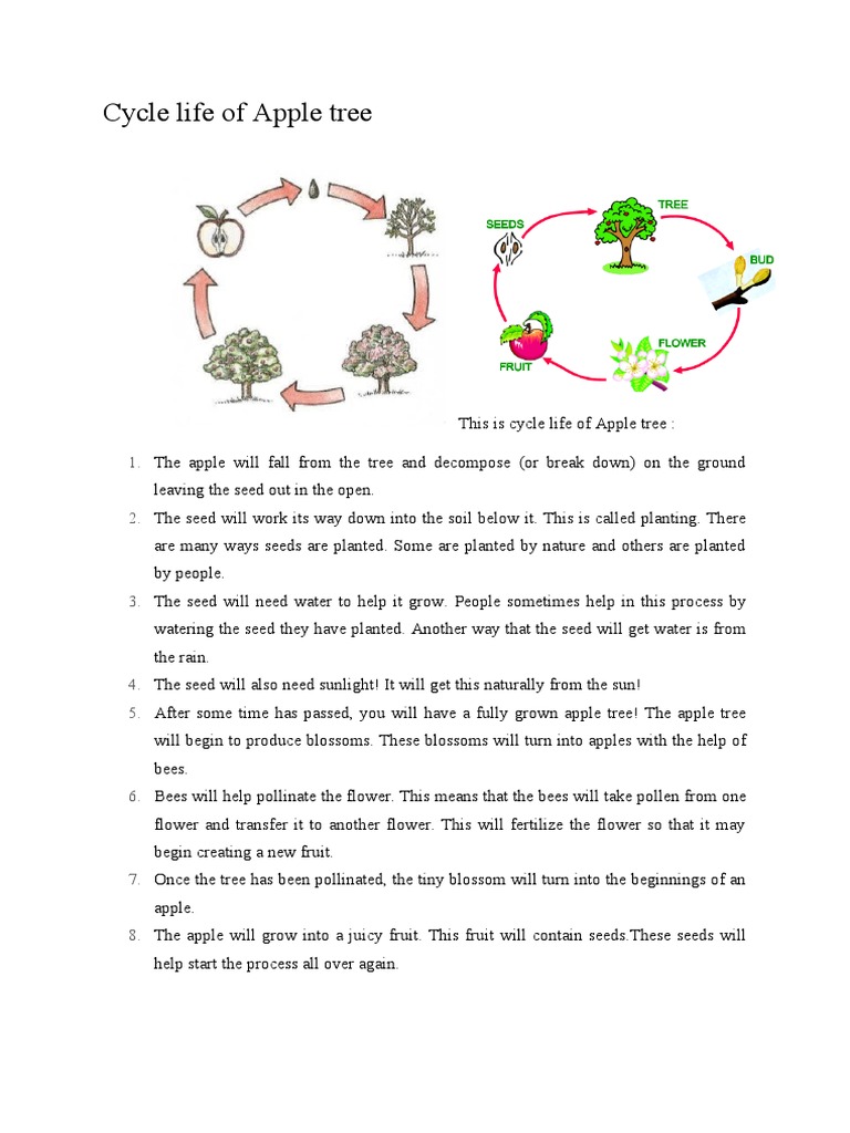 Cycle Life of Apple Tree | PDF