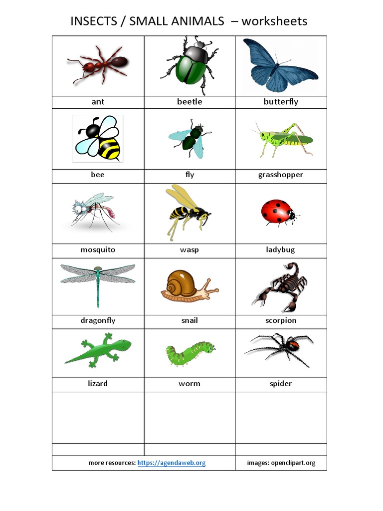 Insects / Small Animals - Worksheets: Ant Beetle Butterfly | PDF