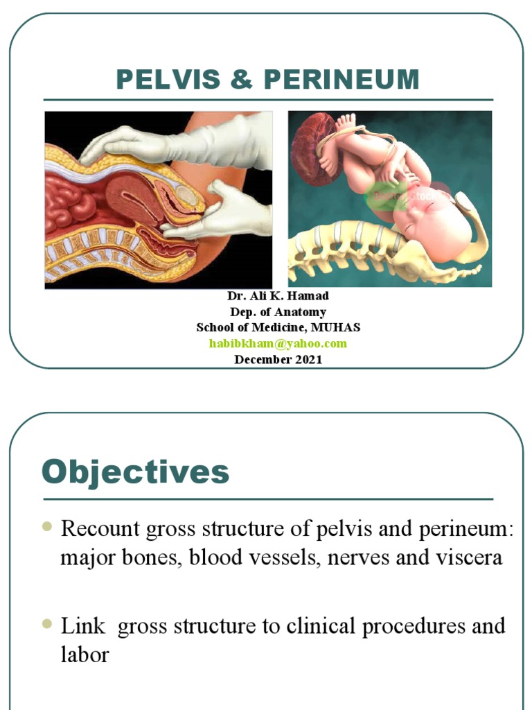Pelvis and Perinium 2019 | Download Free PDF | Pelvis | Human Anatomy
